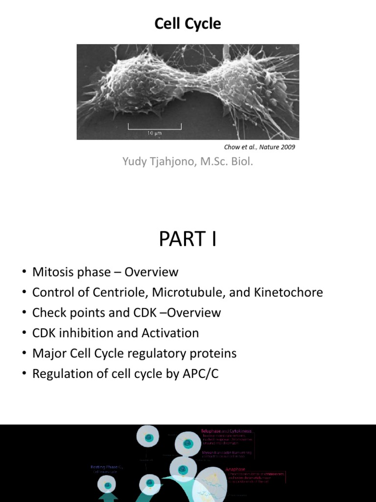 Cell Cycle | PDF | Cell Cycle | Mitosis