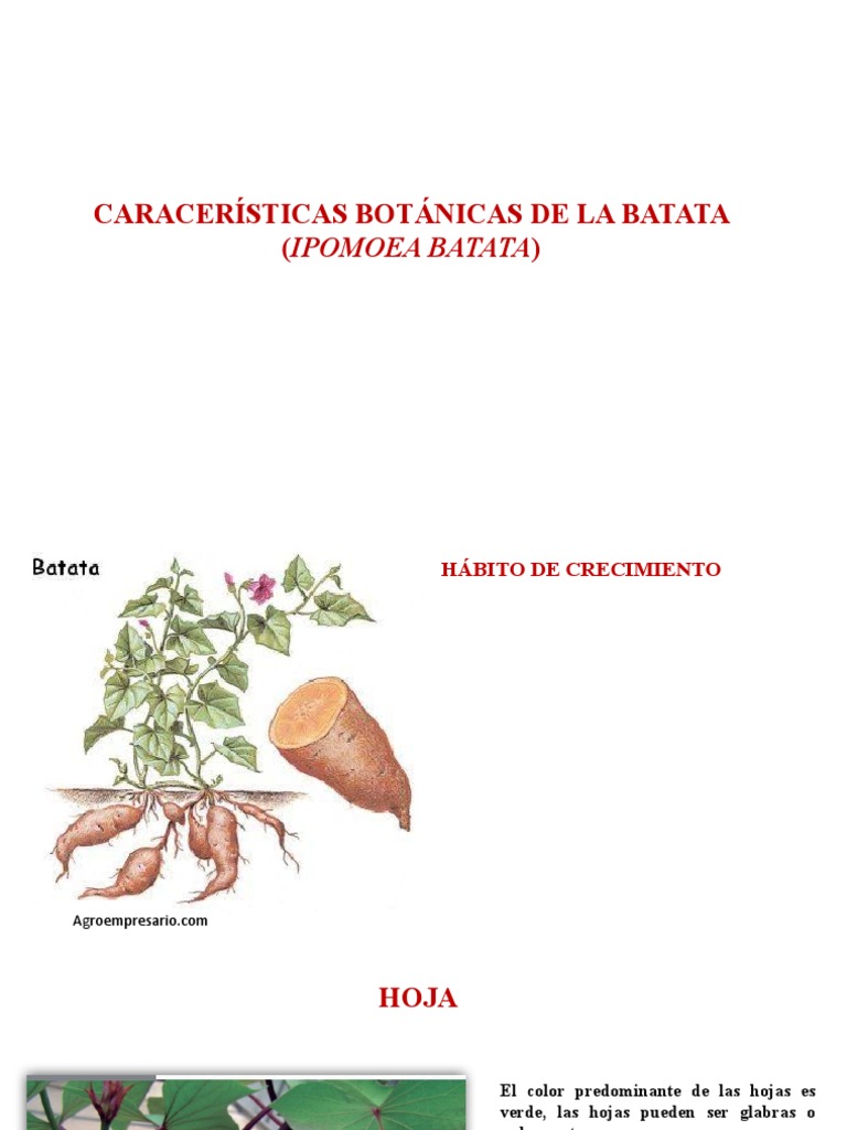 Características de la Batata y sus Raíces | PDF