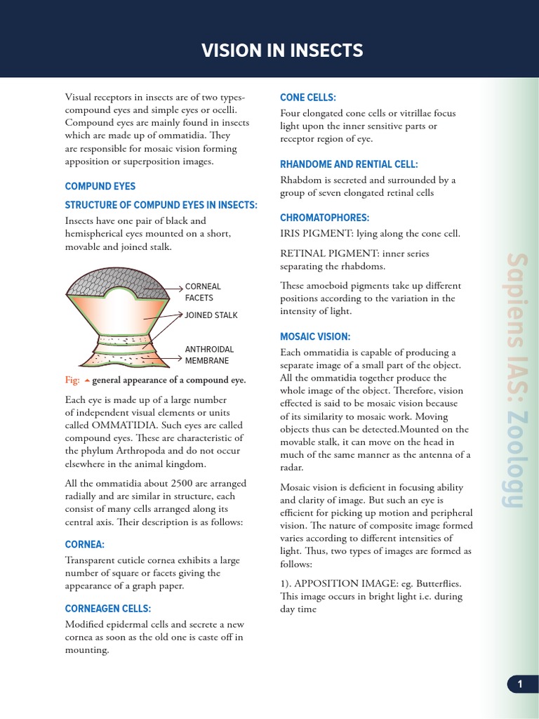 Vision in Insects | PDF | Eye | Retina