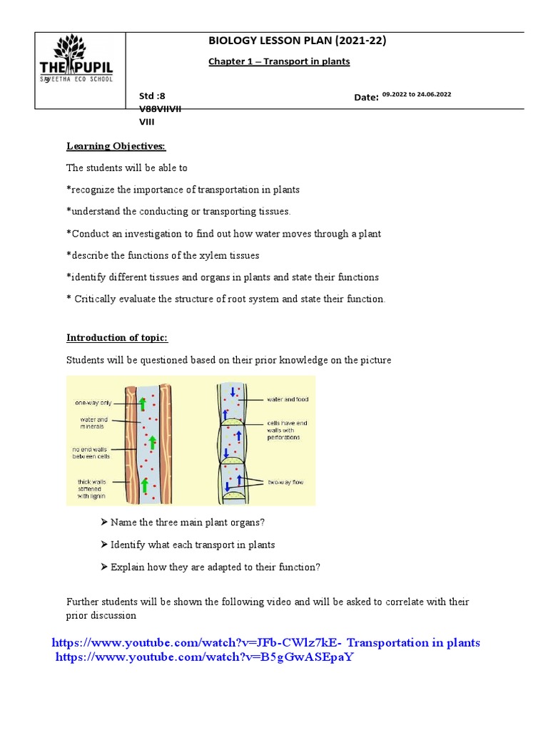 Grade 8 Plant Transport System Lesson | PDF