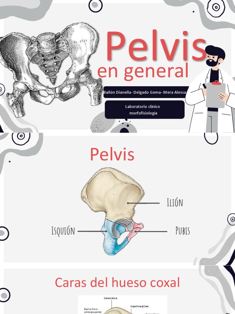 Pelvis Morfo 2 | PDF