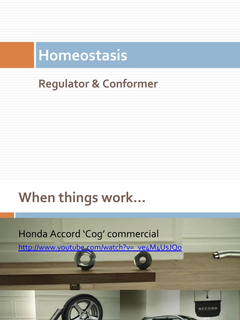 Homeostasis: Regulators vs. Conformers | PDF | Homeostasis ...
