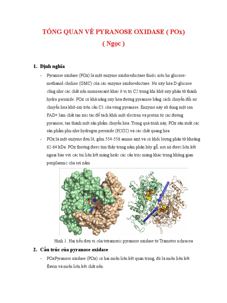 Tổng Quan Và Kết Luận Về Pyranose Oxidase | PDF