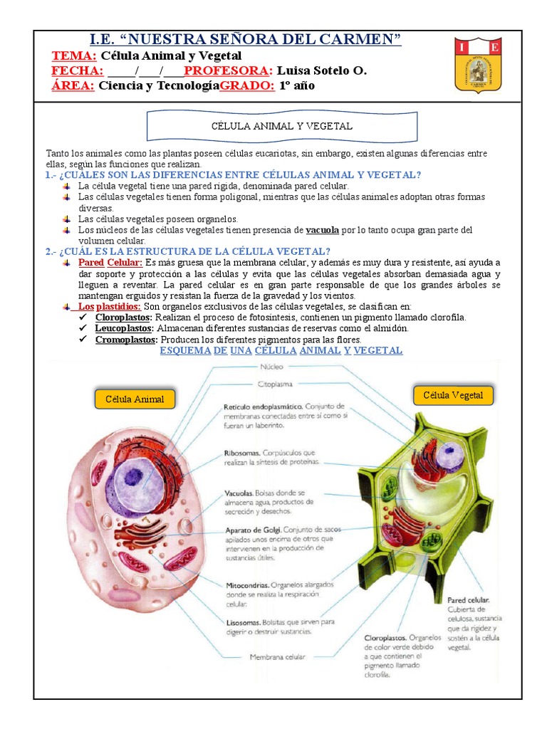 Células Animal y Vegetal | PDF