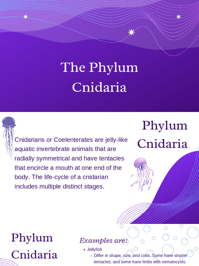 The Phylum Cnidaria | PDF | Aquatic Animals | Venomous Animals