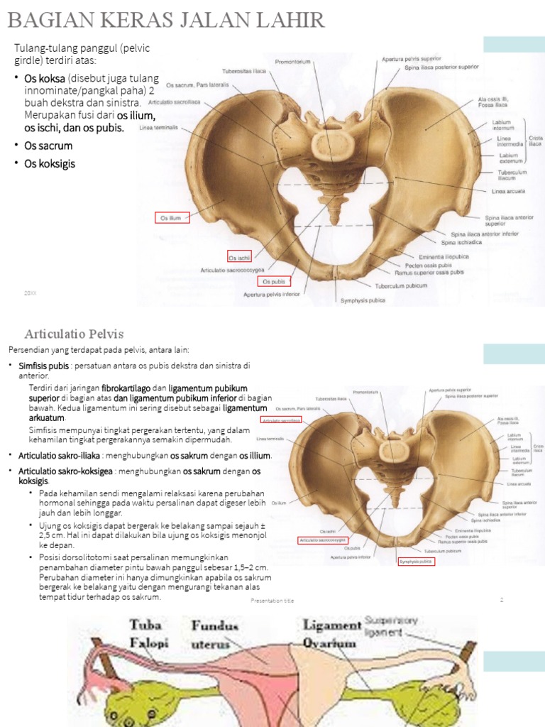 Anatomi Panggul | PDF