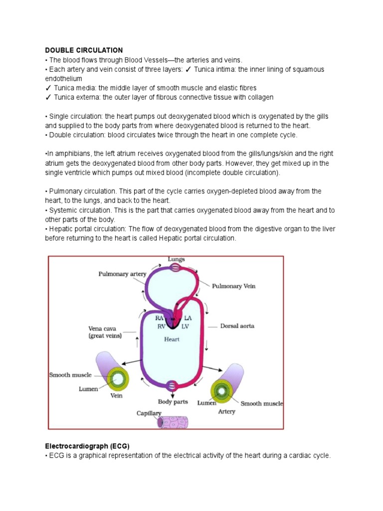 Understanding Double Circulation | PDF