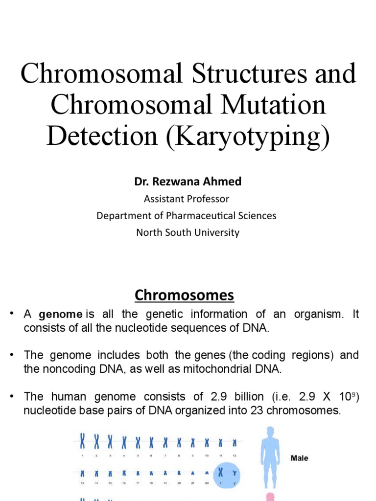 Lec-6 Chromosomes and Karyotyping | PDF | Chromosome | Karyotype