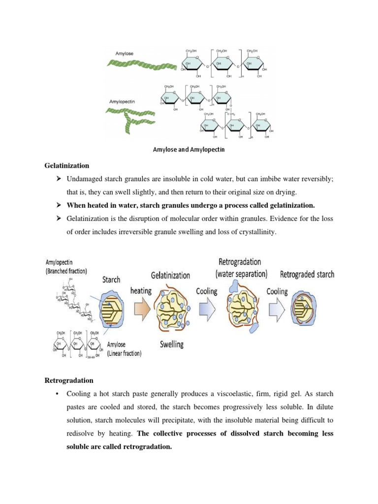 Gelatinization | PDF