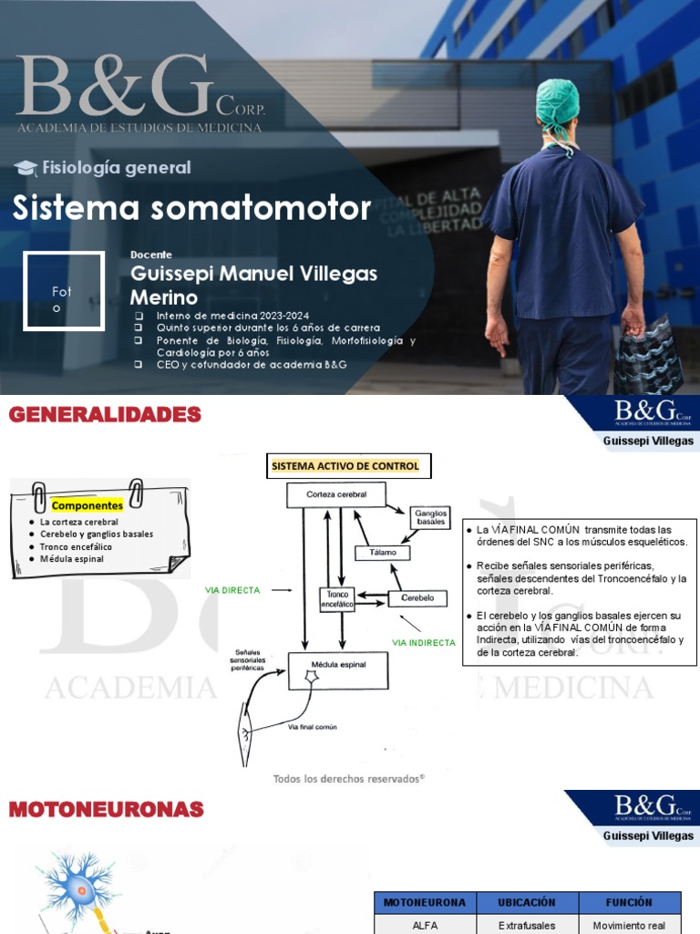Sistema Somatomotor | PDF | Cerebro | Anatomía humana