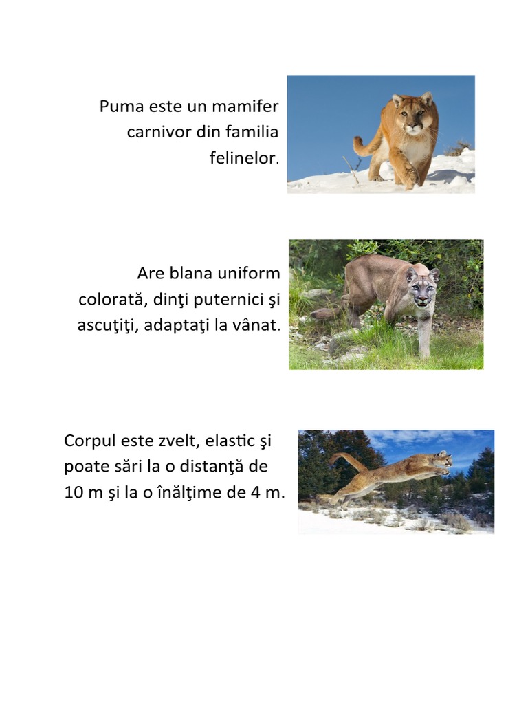 Puma | PDF