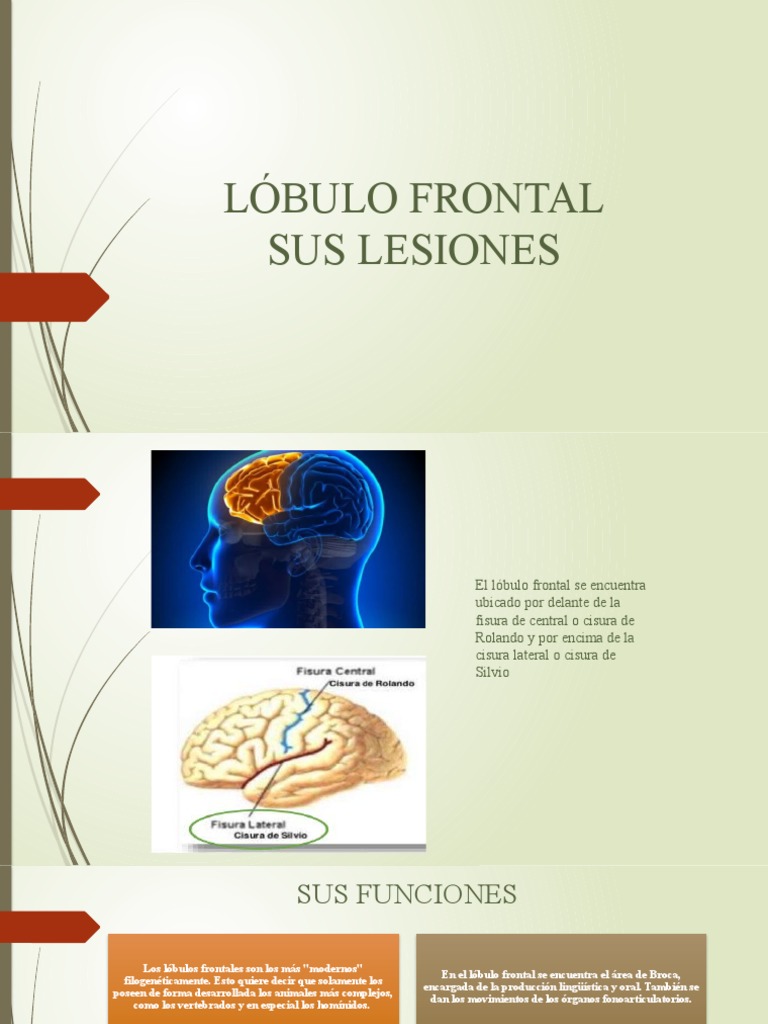 12 Lóbulo Frontal | PDF