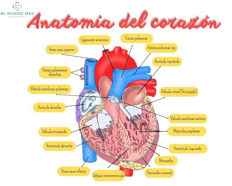 Anatomía Del Corazón | PDF