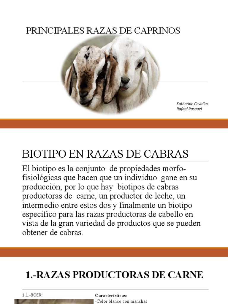 Presentacion de Razas Caprinas Trabajo Grupal | PDF | Mamíferos
