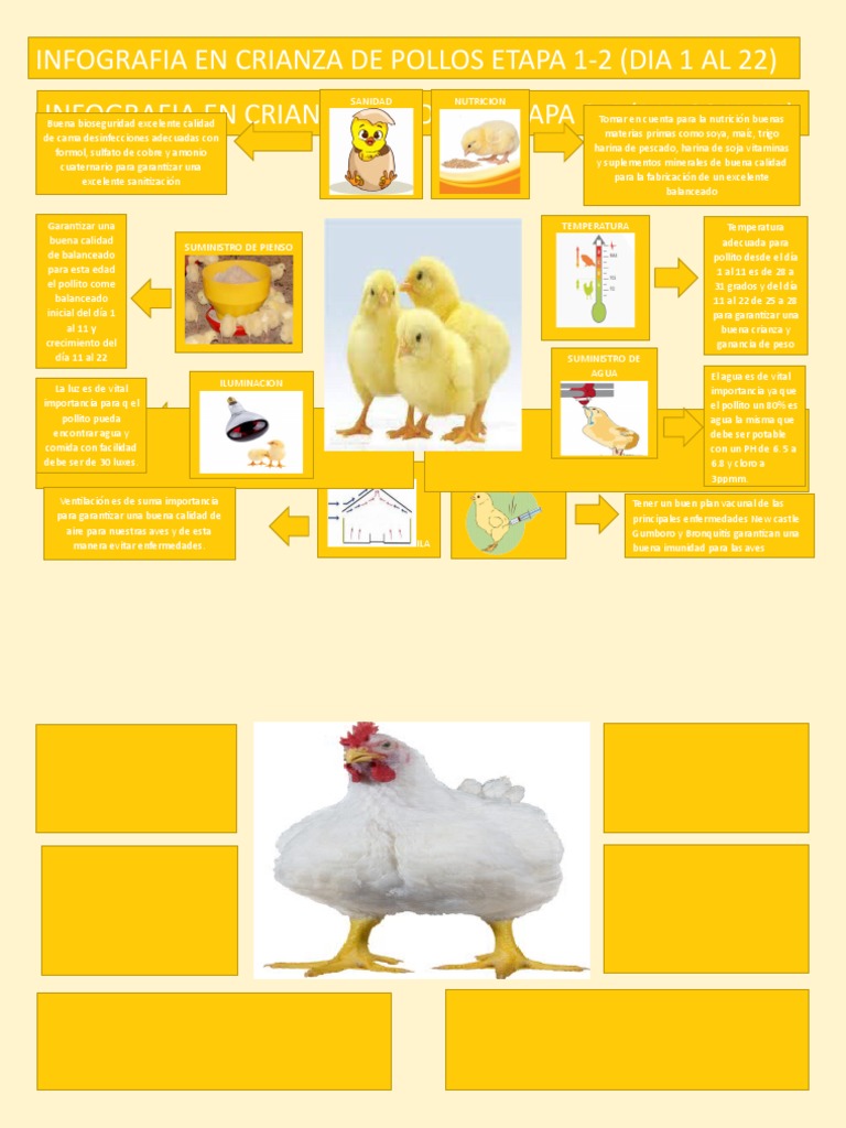 Infografia Pollo de Engorde | PDF | Nutrición | Dieta y nutrición
