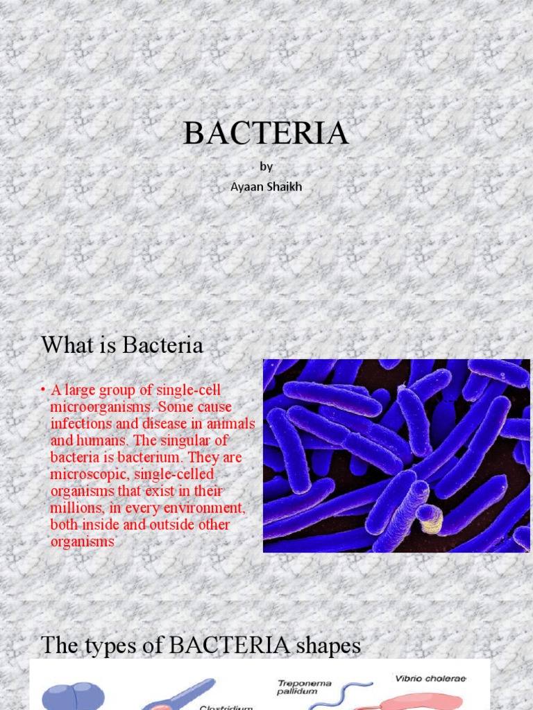 Bacteria | PDF