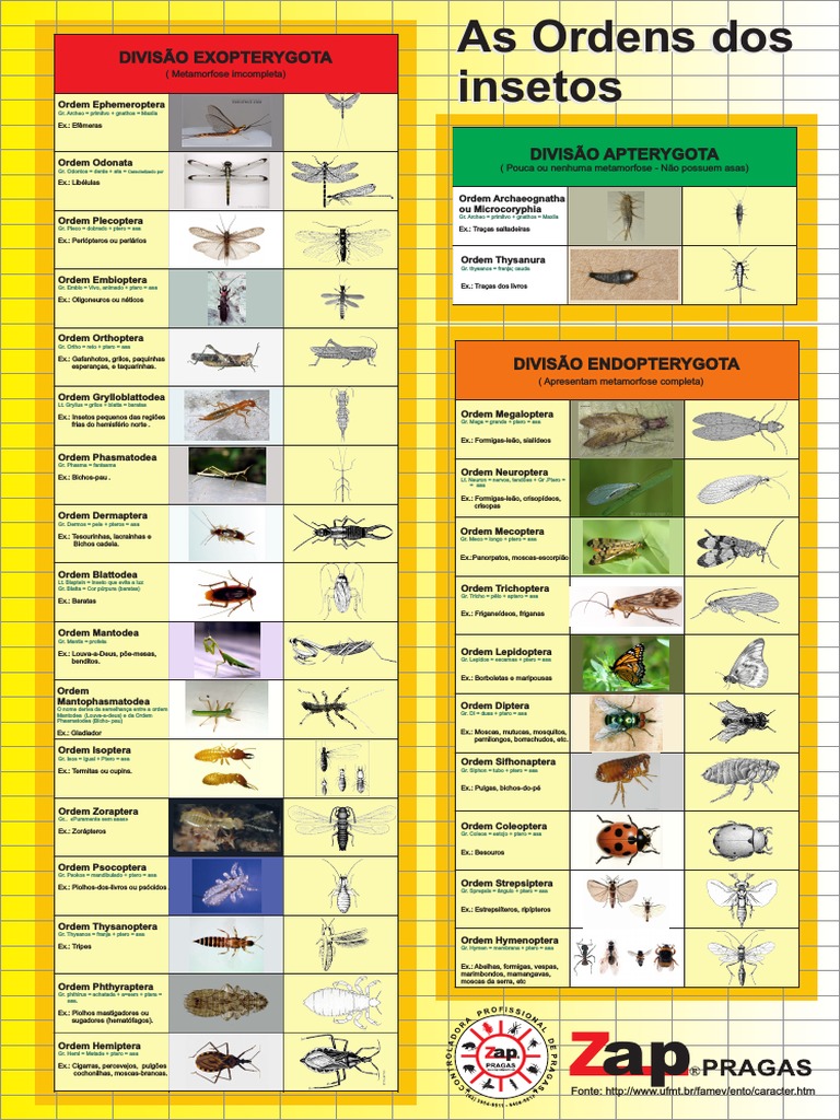As Ordens Dos Insetos | PDF