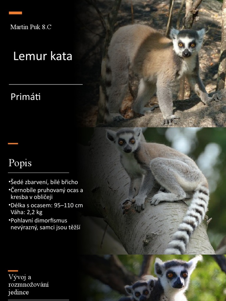 Lemur Kata | PDF