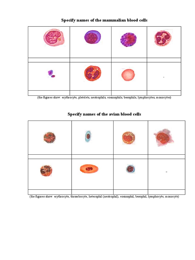 Mammalian and Avian Blood Cell Names | PDF