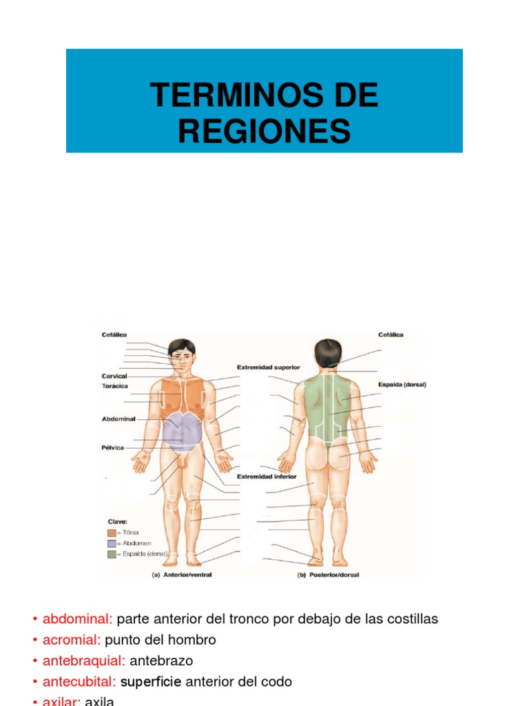 Terminos de Regiones | PDF