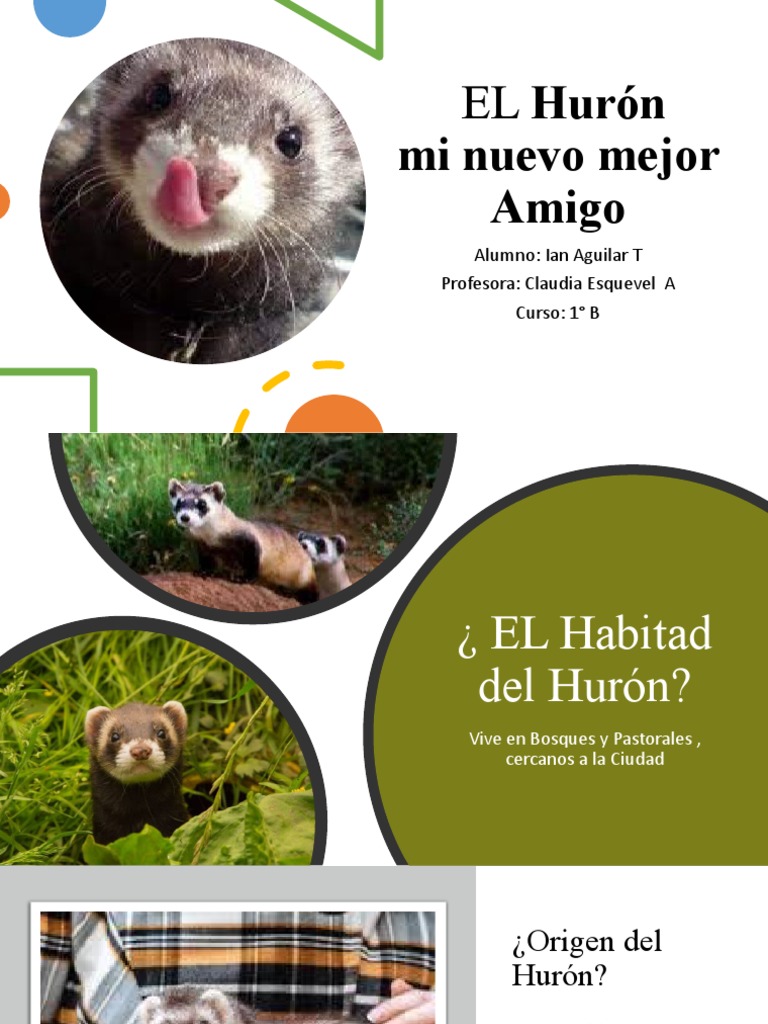 Hábitat y cuidados del hurón | PDF