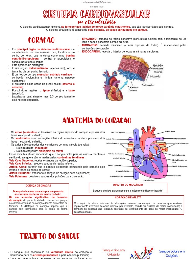 Sistema Cardiovascular | PDF | Coração | Sistema circulatório