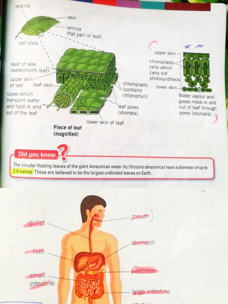 Class 6 Science Fact File 1 Chap 11,12 | PDF