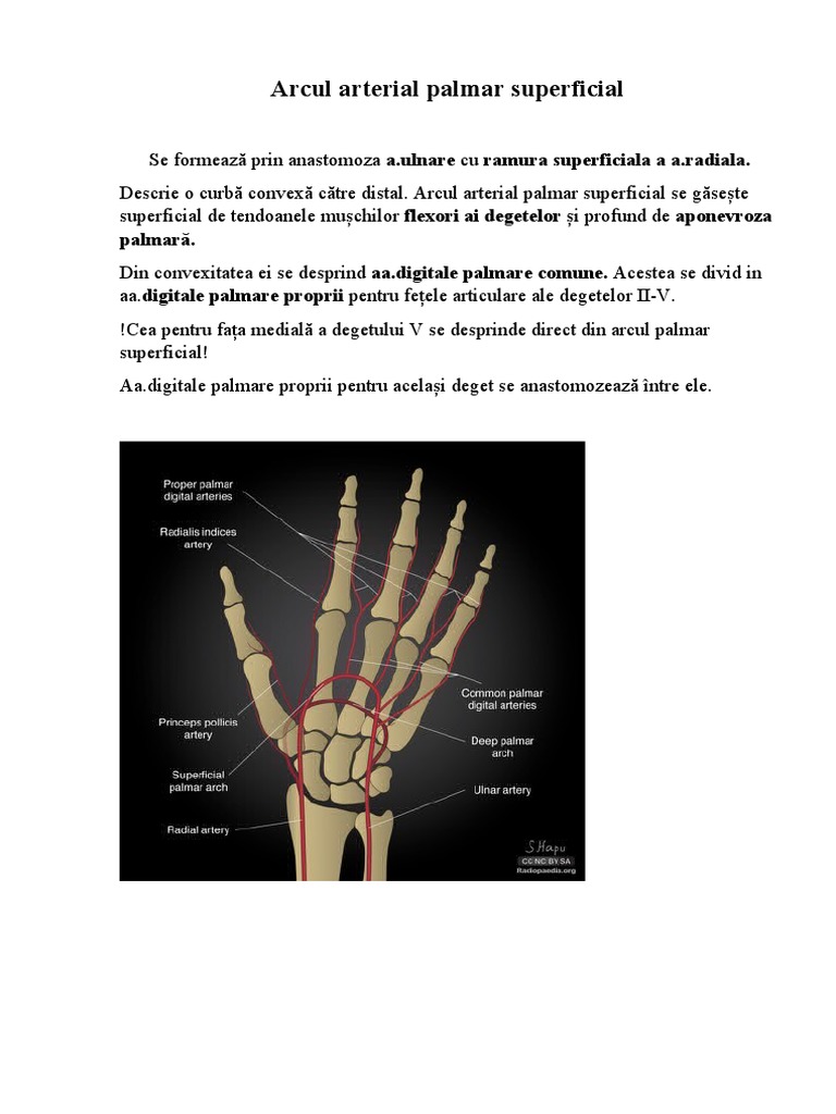 Arcul Arterial Palmar Superficial | PDF