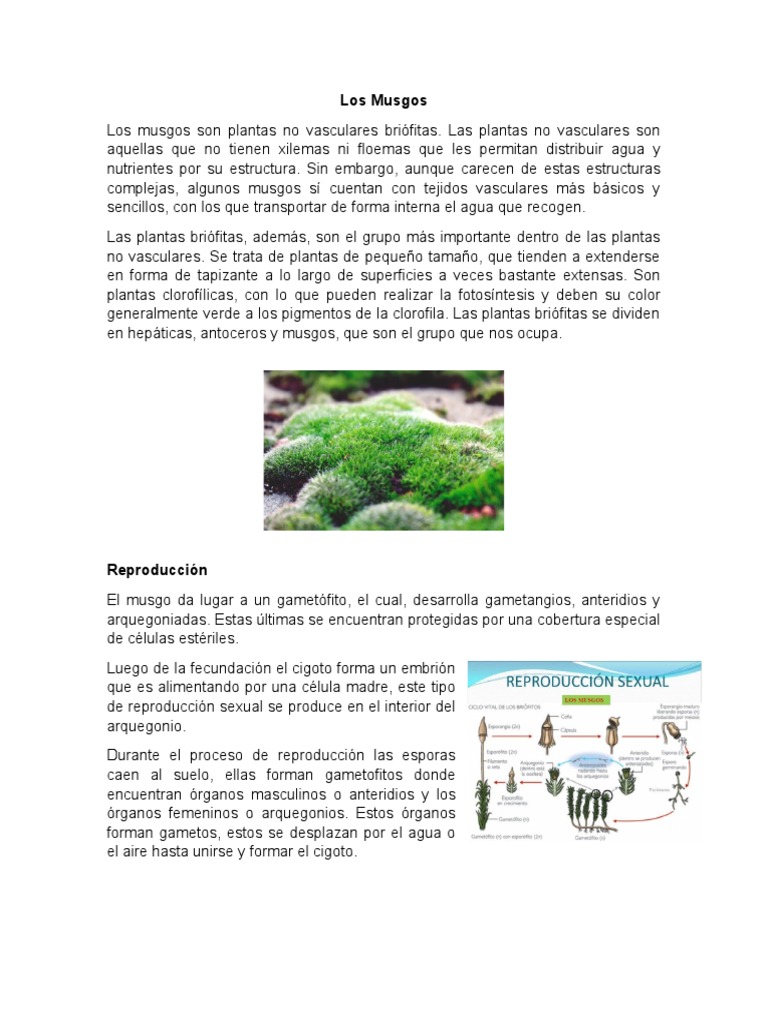 Los Musgos | PDF | Musgo | Plantas