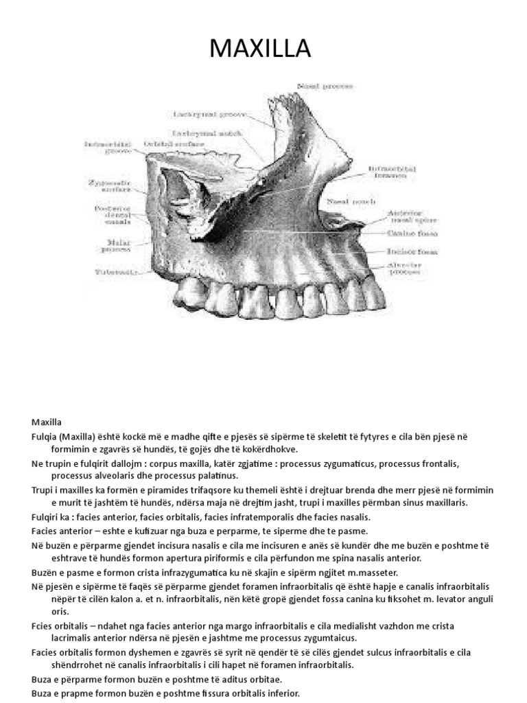 Maxilla | PDF