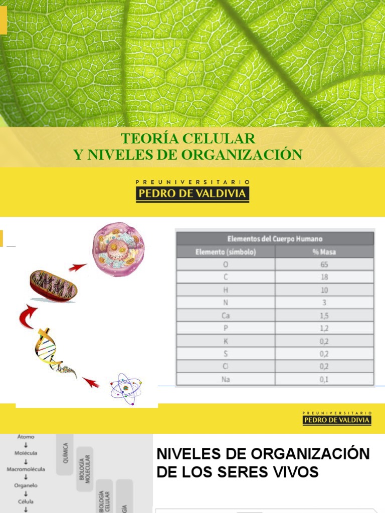 Organización de Los Seres Vivos | PDF | Organismos | Biología Celular)