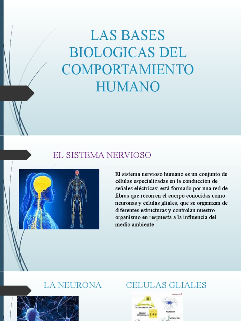 Las Bases Biologicas Del Comportamiento Humano | PDF