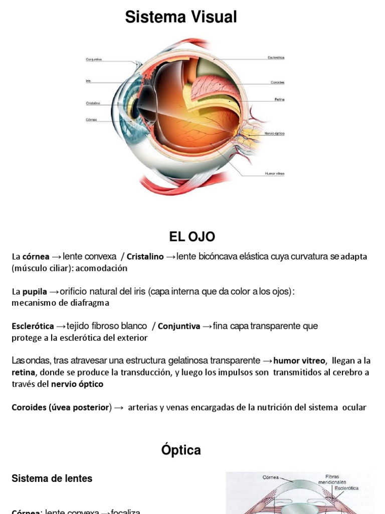 Sistema Visual | PDF | Percepción visual | Neurociencia