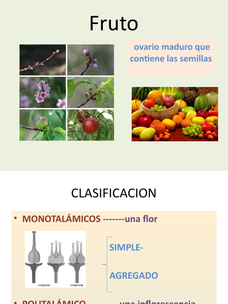 Fruto | PDF | Fruta | Germinación