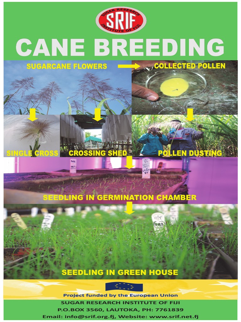 Sugarcane Breeding Pdf