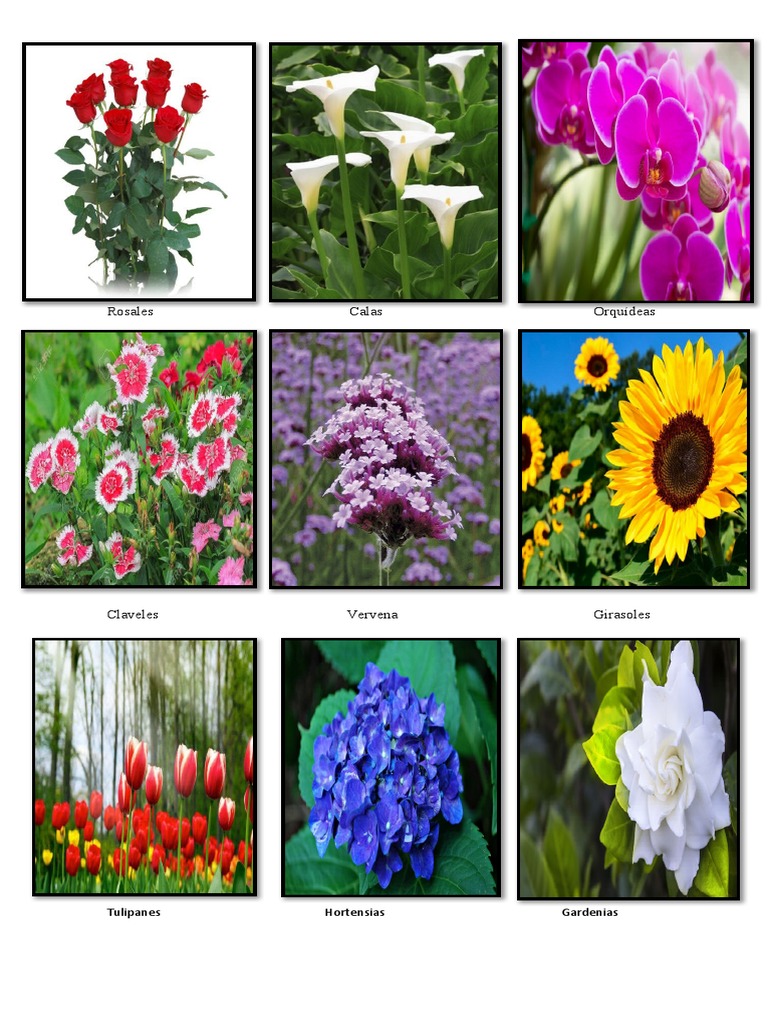 Tipos de Flores Ornamentales | PDF