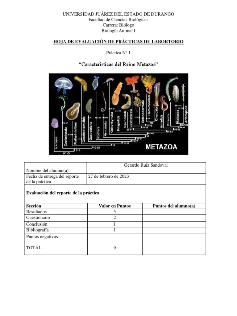 Características Del Reino Metazoa | PDF | Esponja | Embrión