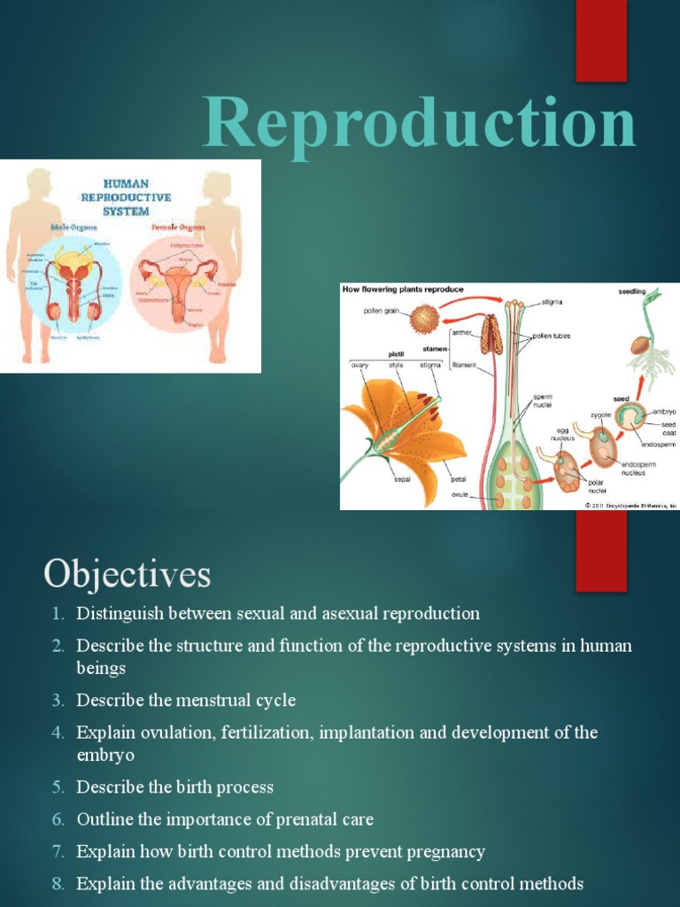 Reproduction HSB and Third Form | PDF