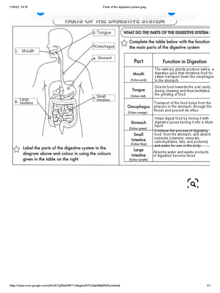Medical Topics Worksheets 3 | PDF | Human Digestive System | Digestion
