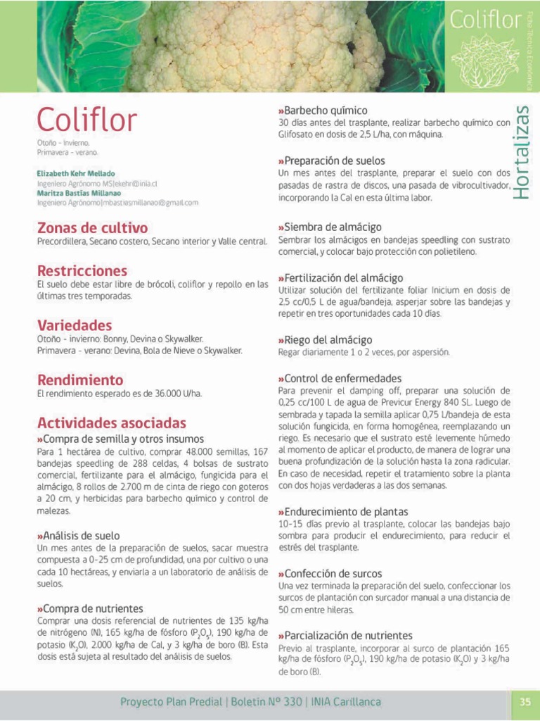 Coliflor | PDF