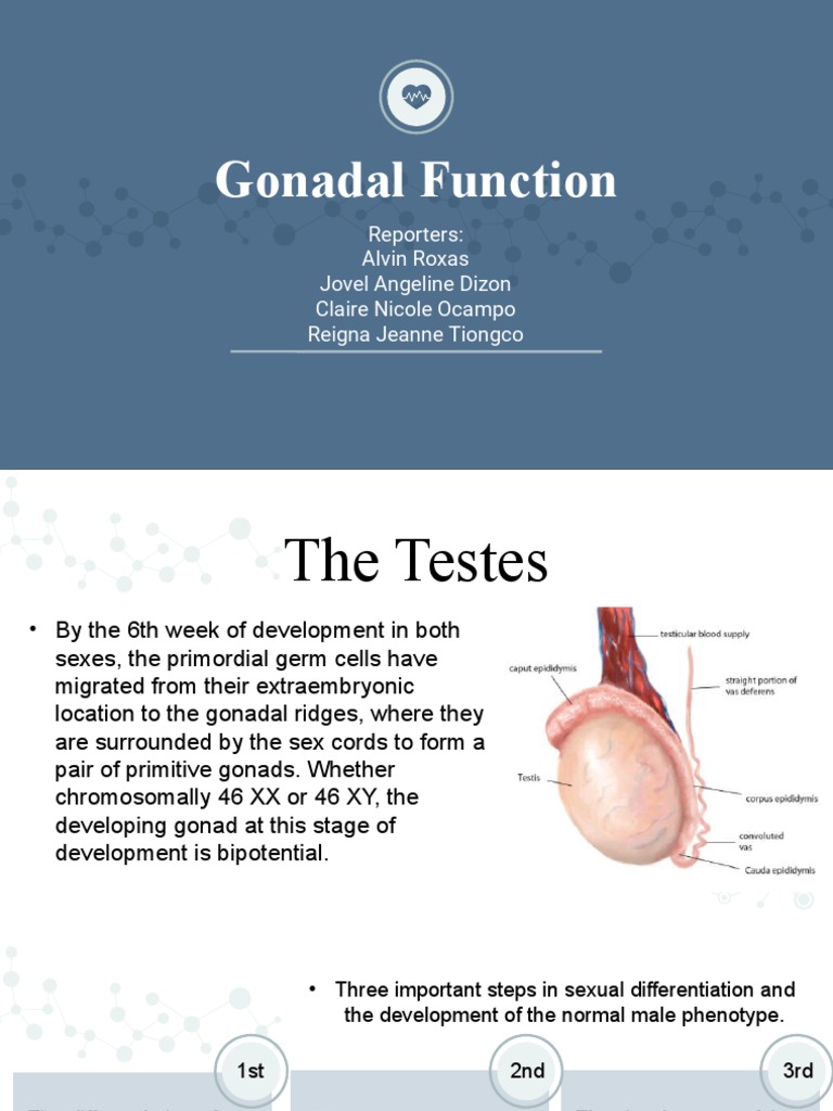 Gonadal Function | PDF
