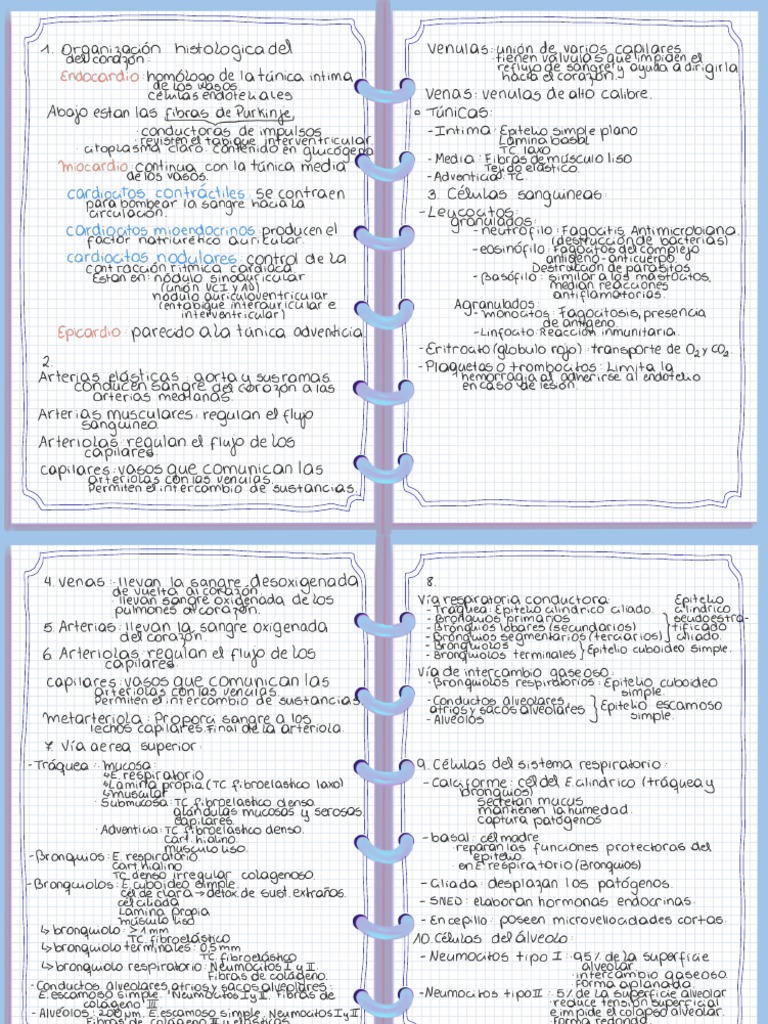 Solemne 2 Morfo | PDF