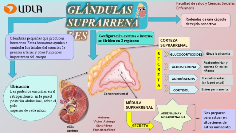 Infografía Glándula Suprarrenal. | PDF | Glándula suprarrenal | Fisiologia Animal