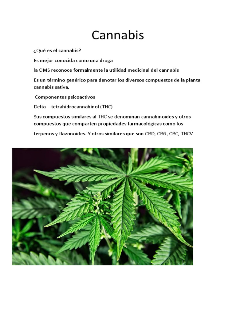Cannabis | PDF