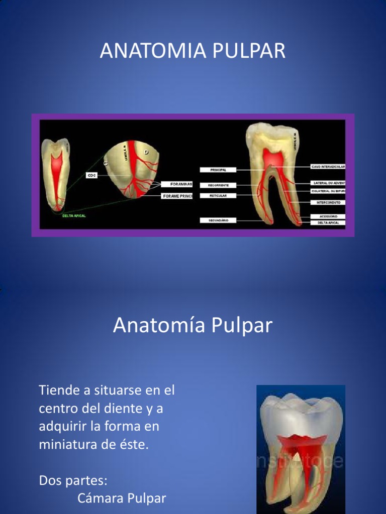 Anatomia Pulpar | PDF
