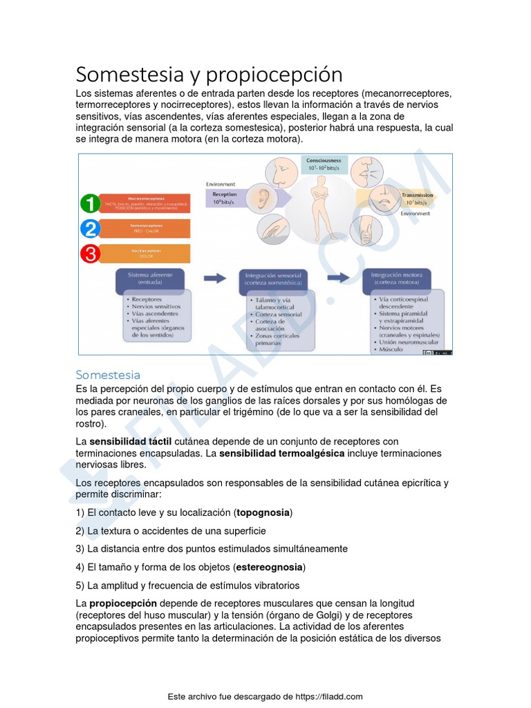 Somestesia y Propiocepcion | PDF