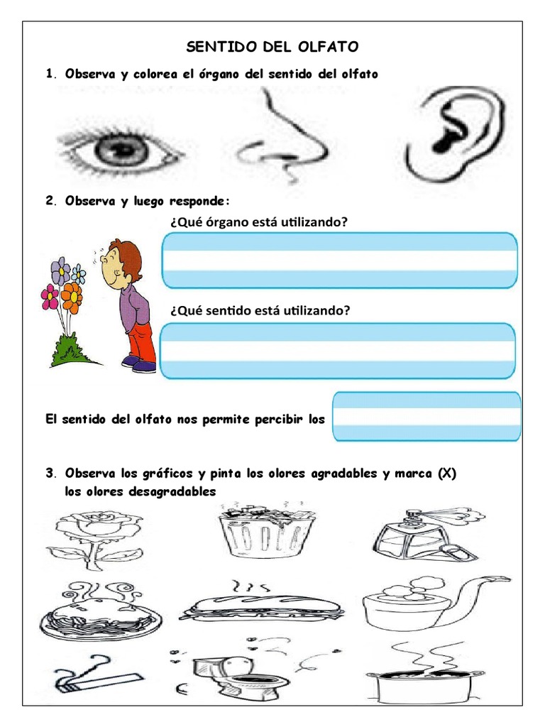Sentido Del Olfato | PDF | Olfato | Anatomía