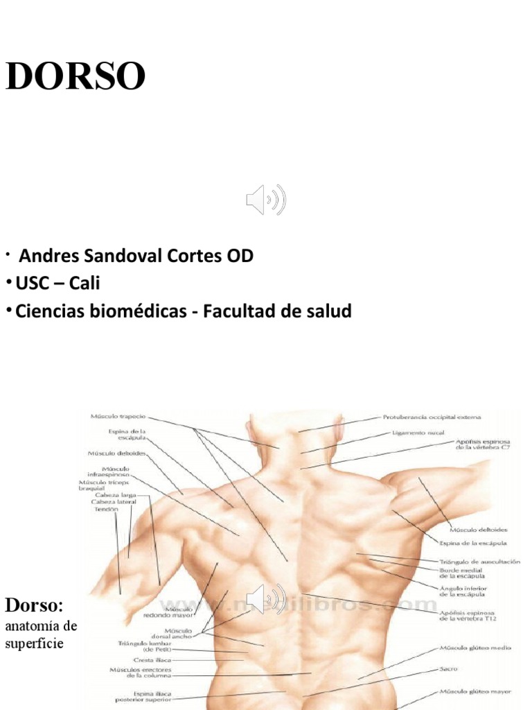Musculos Del Dorso | PDF | La columna vertebral | Vértebra