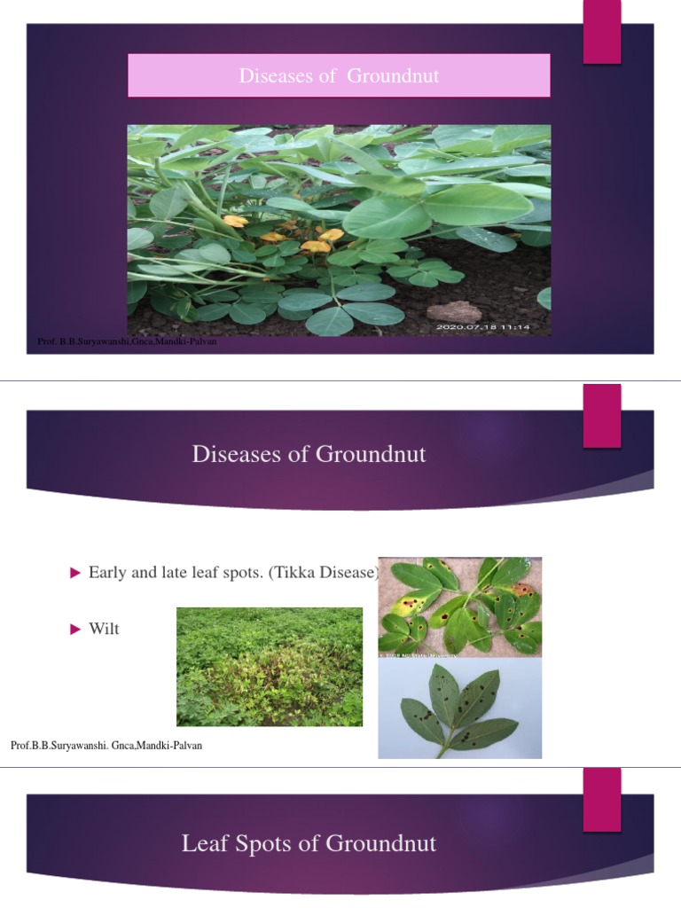 2.Diseases of Groundnut | PDF | Soil | Leaf