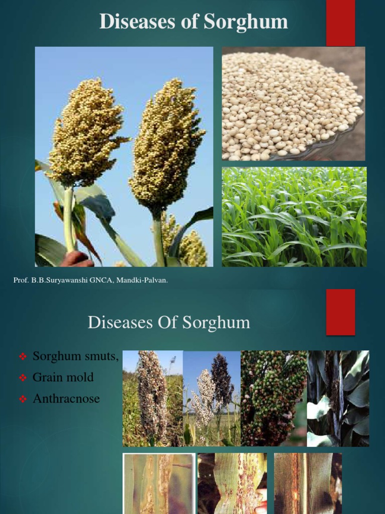 8.Diseases of Sorghum | PDF